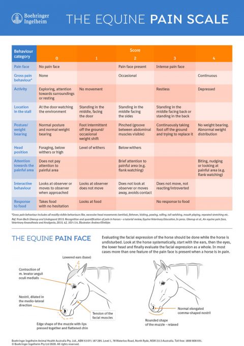 The Equine Pain Scale | Southwest Equine Veterinary Group