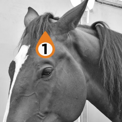 The Equine Pain Scale - Southwest Equine Veterinary Group